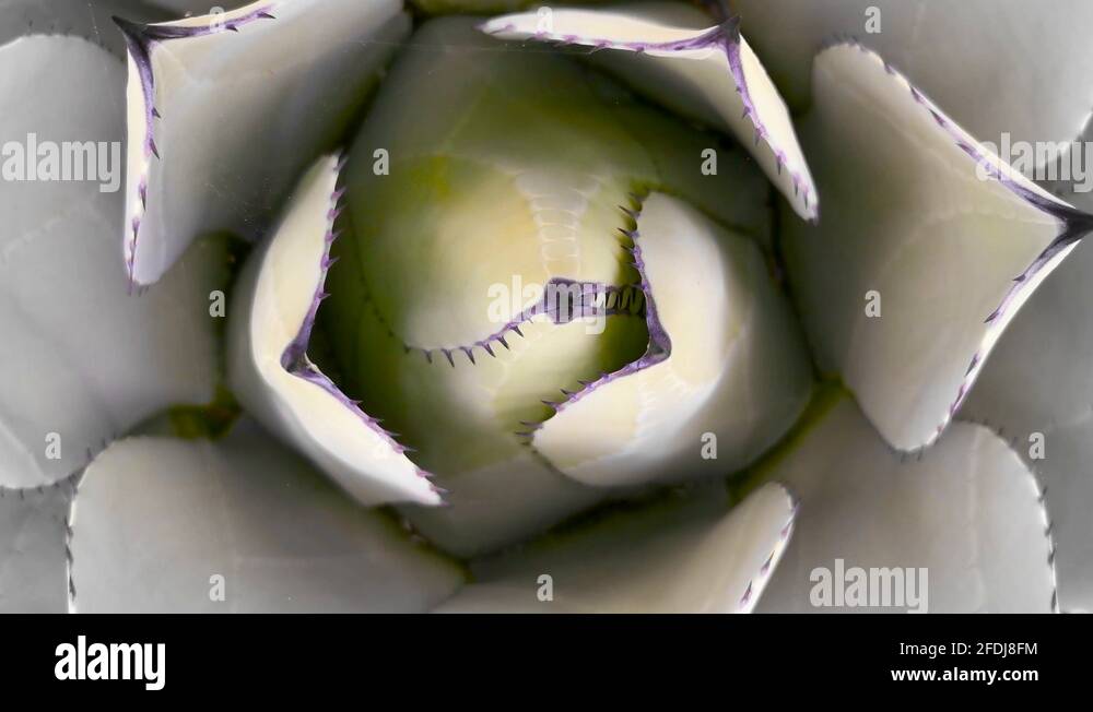 Cactus concept Stock Videos & Footage - HD and 4K Video Clips - Alamy