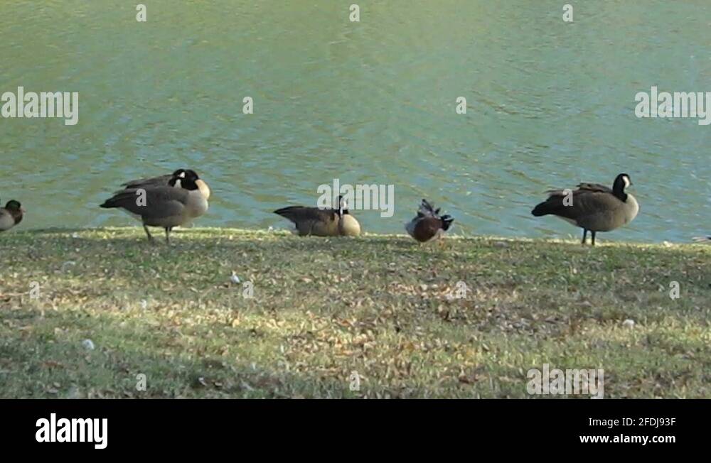 Sleeping geese Stock Videos & Footage - HD and 4K Video Clips - Alamy
