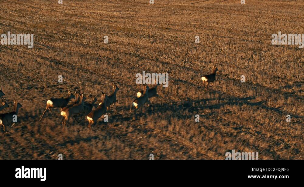 Group of running Roe Deers in the wild. Filmed with dji inspire two x ...