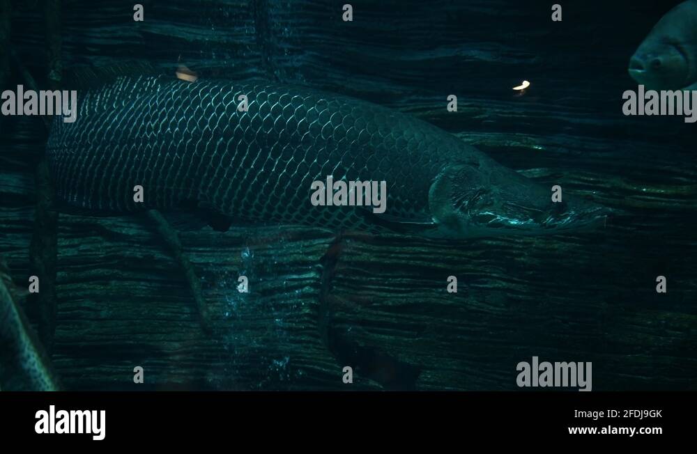 Specimen fish Stock Videos & Footage - HD and 4K Video Clips - Alamy