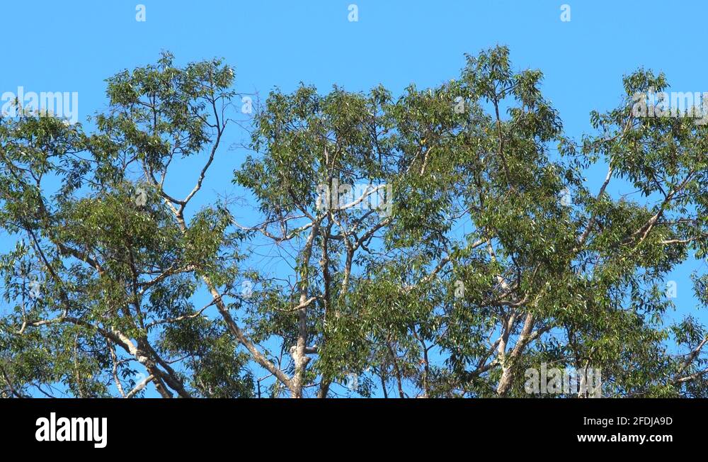 Jungle tree top Stock Videos & Footage - HD and 4K Video Clips - Alamy