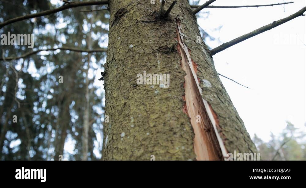 Broke tree Stock Videos & Footage - HD and 4K Video Clips - Alamy