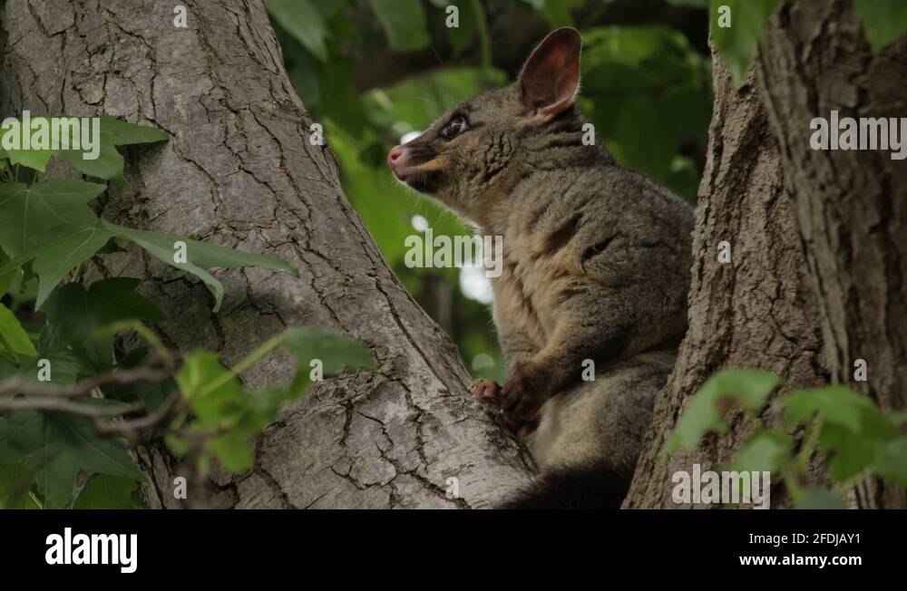 Brushtail possum in tree Stock Videos & Footage - HD and 4K Video Clips ...
