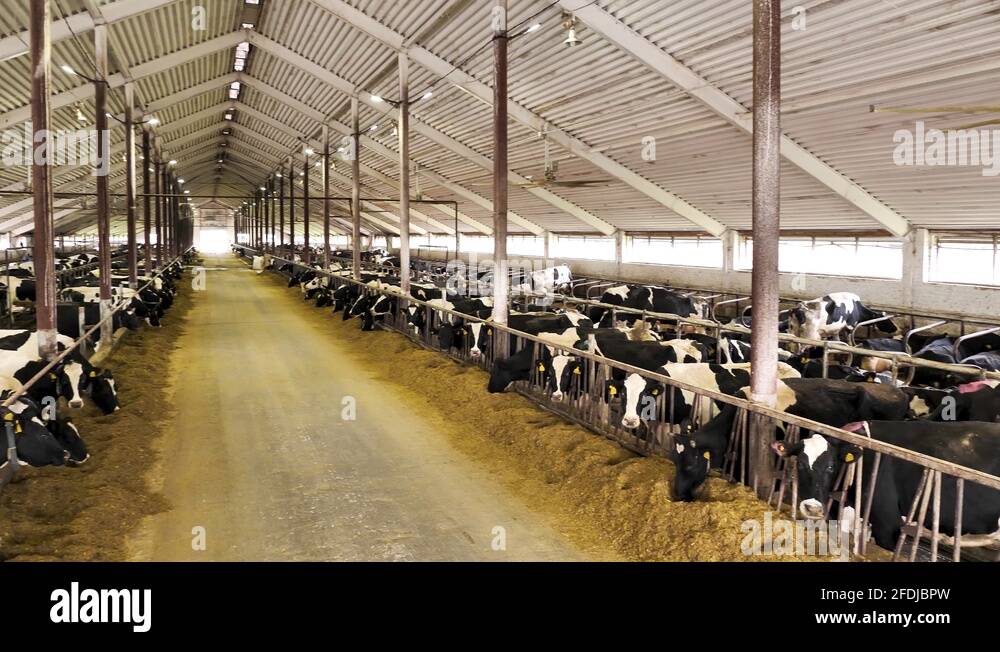 Modern farm barn with milking cows. Cowshed Stock Video Footage - Alamy