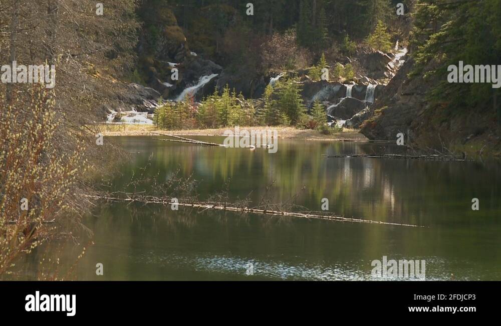 7 geese Stock Videos & Footage - HD and 4K Video Clips - Alamy