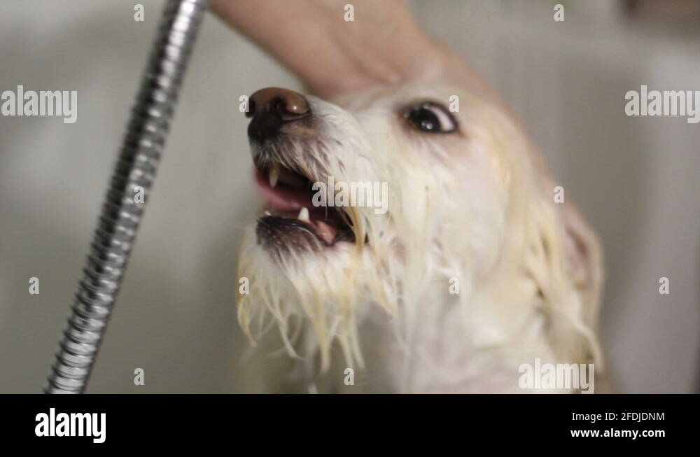 Dog shower bathroom Stock Videos & Footage - HD and 4K Video Clips - Alamy