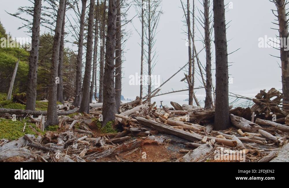 Vancouver island deforestation Stock Videos & Footage - HD and 4K Video ...