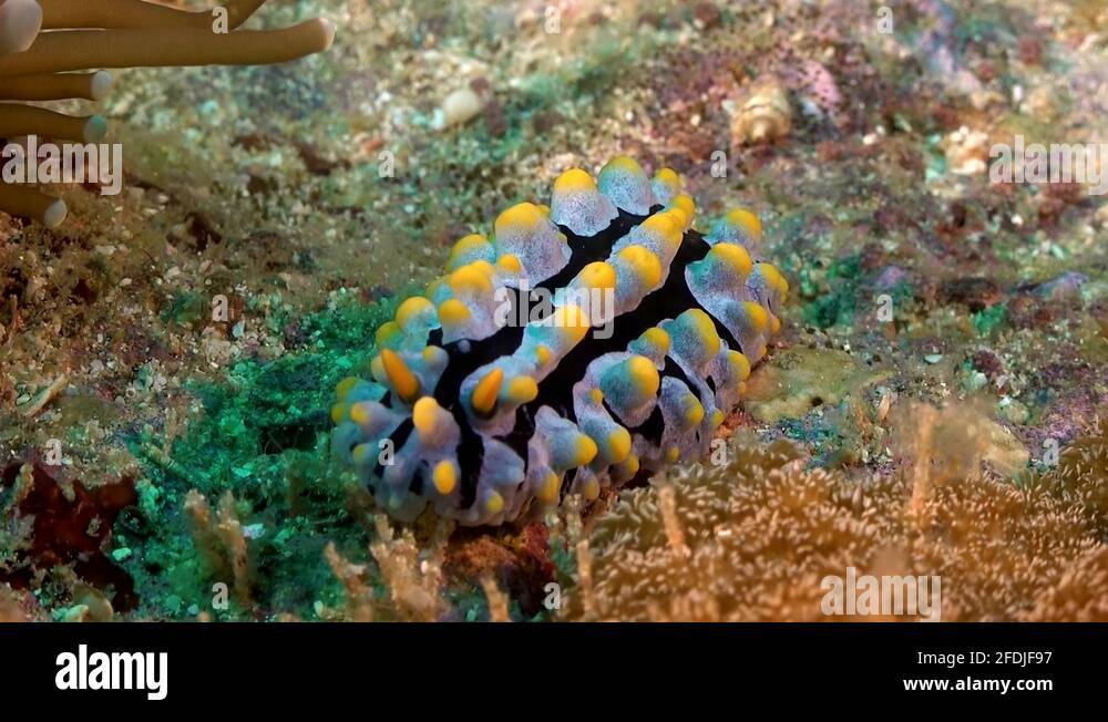 Varicose phyllidia Stock Videos & Footage - HD and 4K Video Clips - Alamy