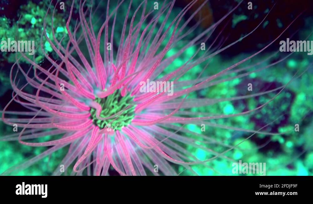 Flower Tube Anemone (Cerianthus filiformis). A colorful Flower Tube ...