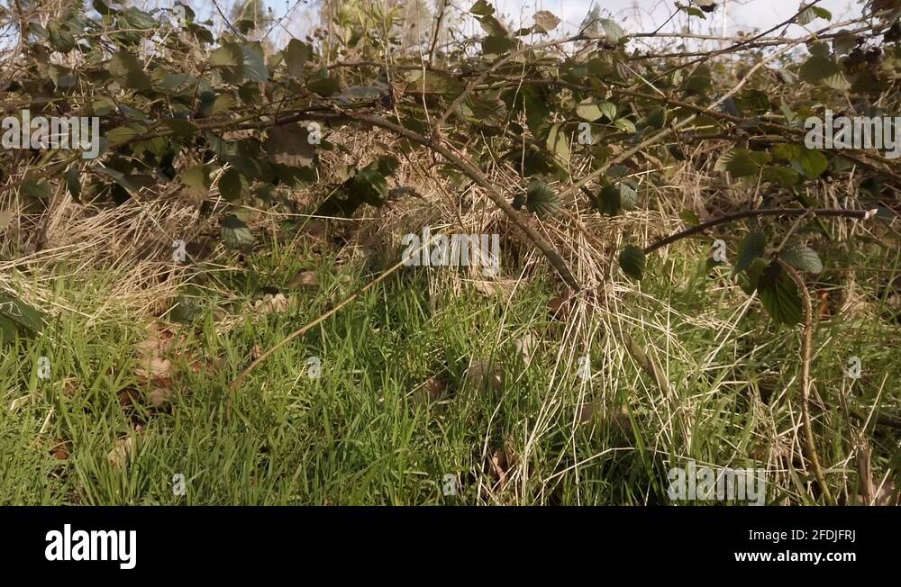 Ground cover weeds Stock Videos & Footage - HD and 4K Video Clips - Alamy