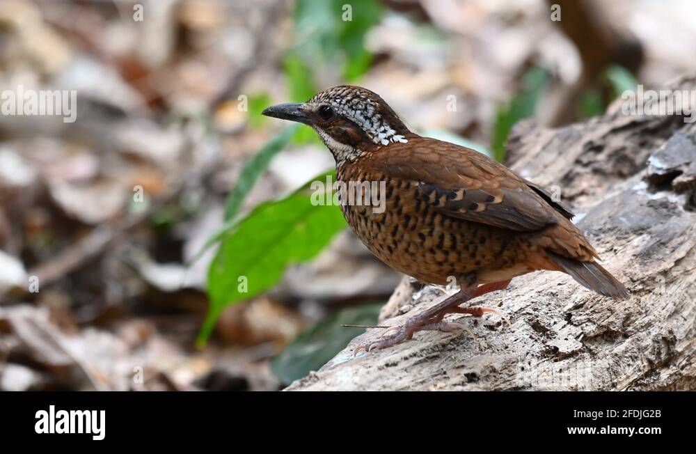 Eared Pitta, Hydrornis phayrei; seen on a log facing to the left while ...