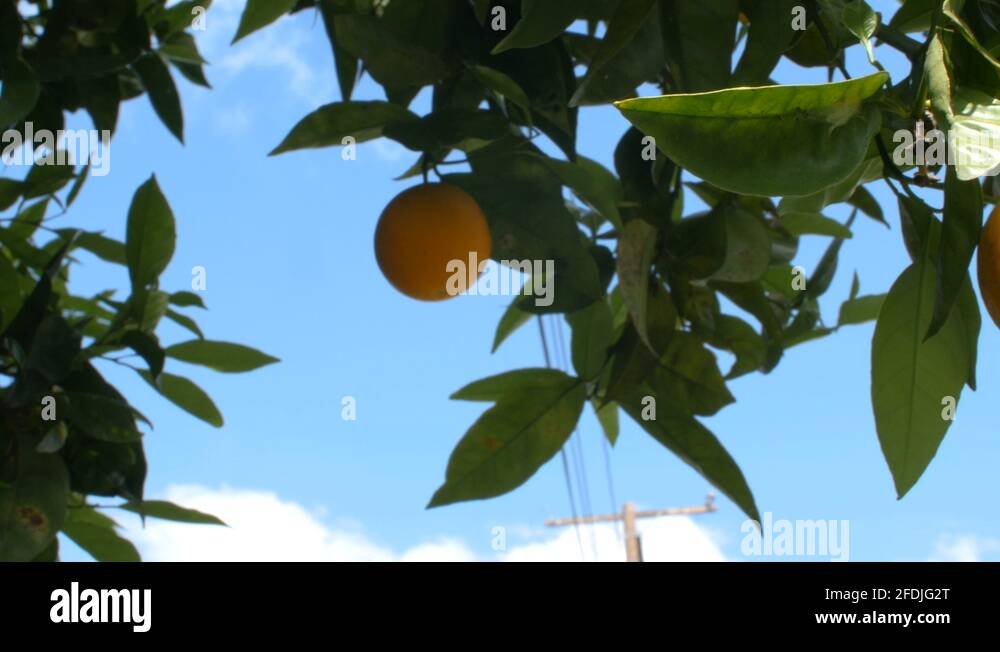 Friut tree Stock Videos & Footage - HD and 4K Video Clips - Alamy