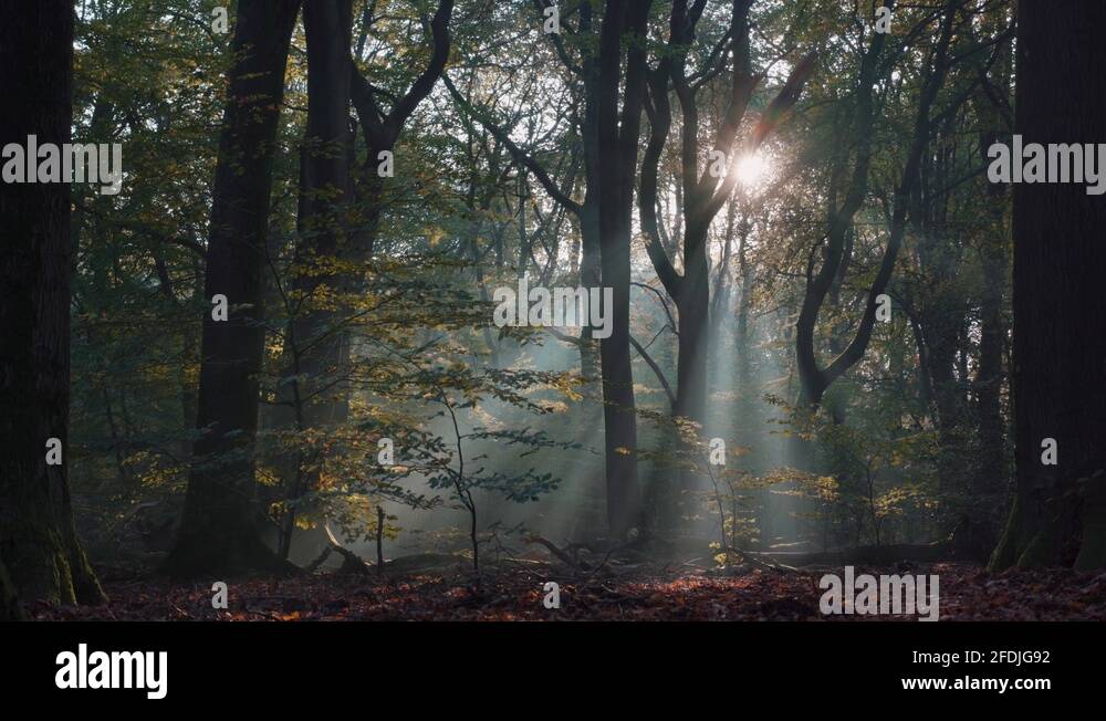 Forest behind trees Stock Videos & Footage - HD and 4K Video Clips - Alamy