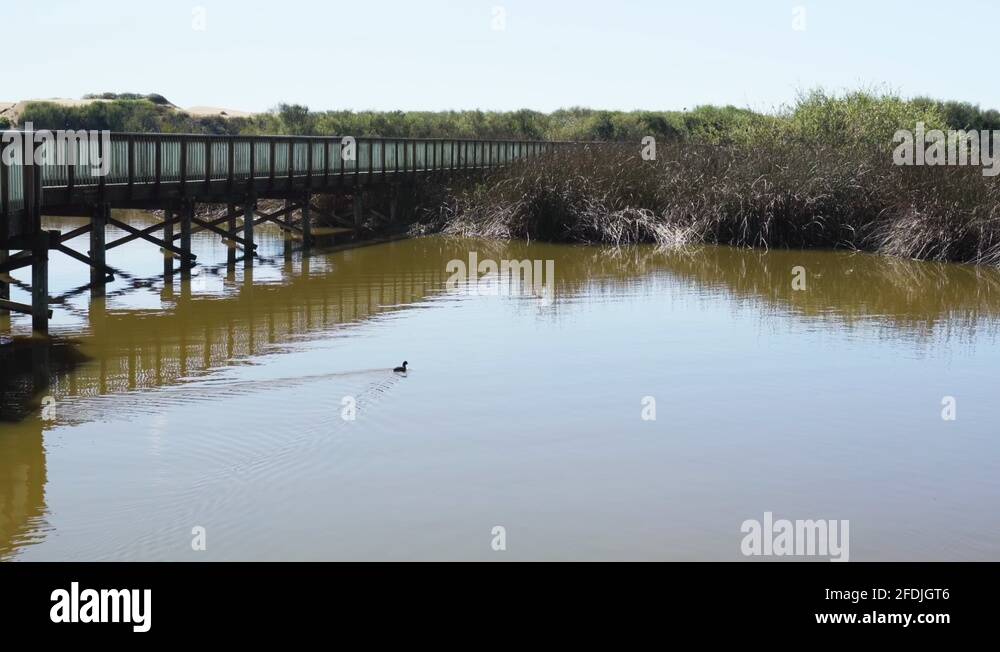 Oso flaco Stock Videos & Footage - HD and 4K Video Clips - Alamy