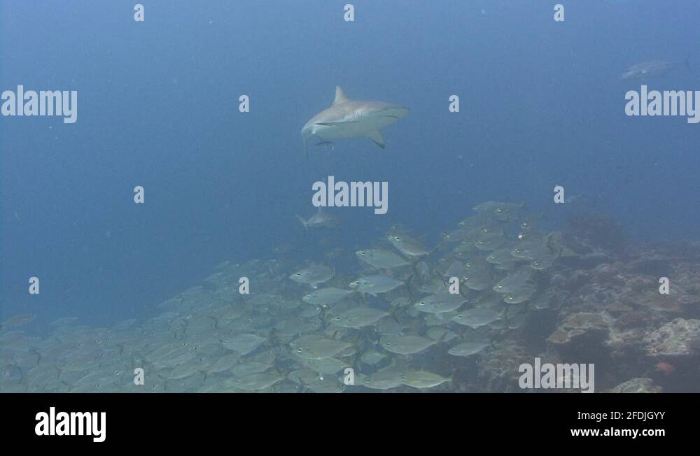 Silver predator fish Stock Videos & Footage - HD and 4K Video Clips - Alamy