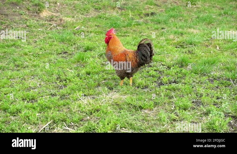 Big red rooster Stock Videos & Footage - HD and 4K Video Clips - Alamy