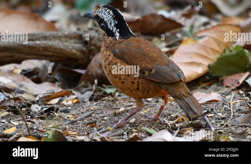 Eared Pitta, Hydrornis phayrei; facing to the left and turns around to ...