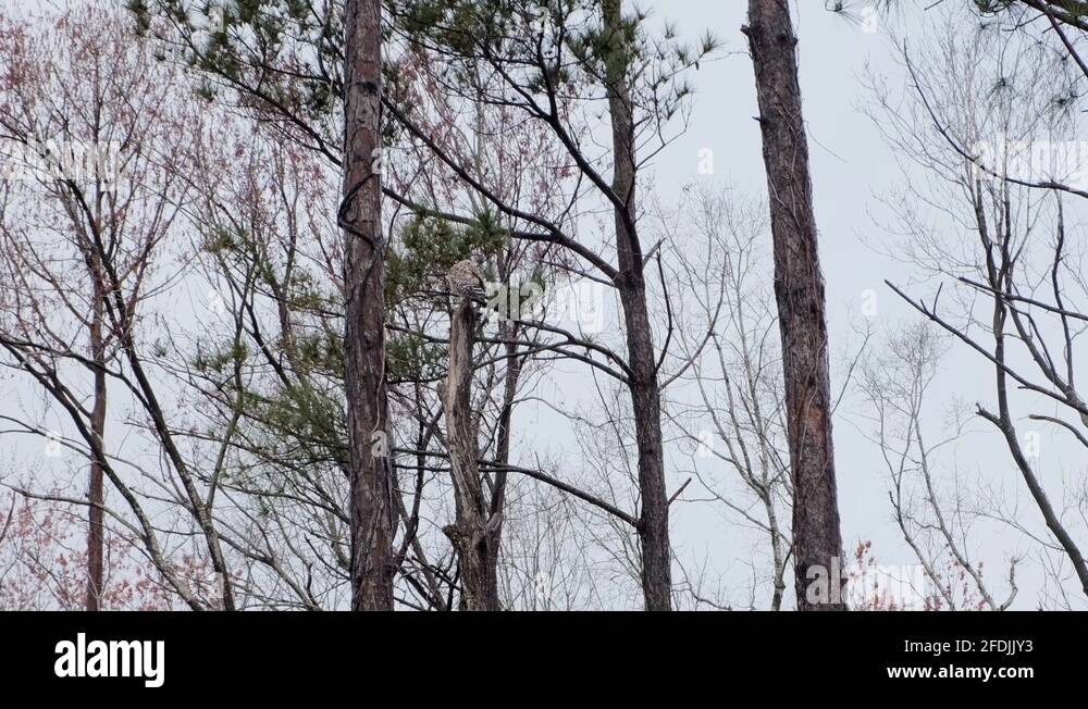 Hawk sitting on top Stock Videos & Footage - HD and 4K Video Clips - Alamy