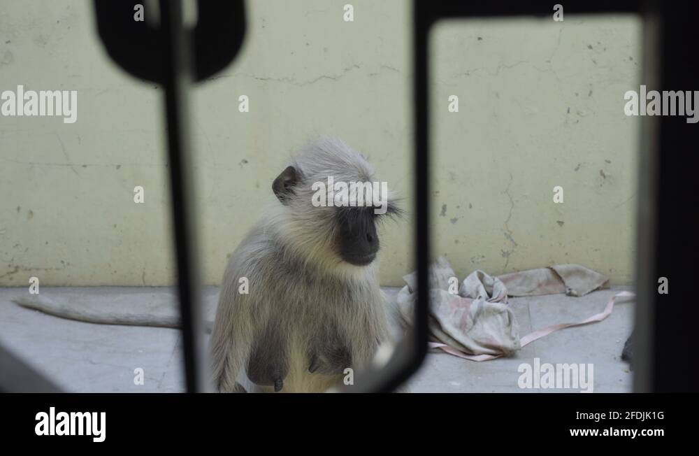 Compound house Stock Videos & Footage - HD and 4K Video Clips - Alamy