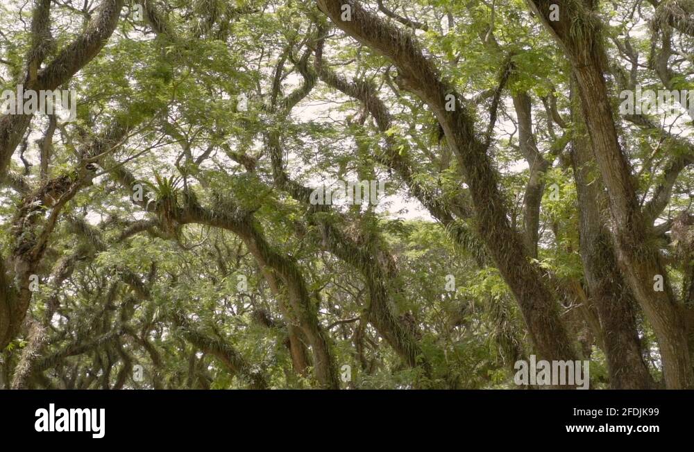 Shady tree Stock Videos & Footage - HD and 4K Video Clips - Alamy