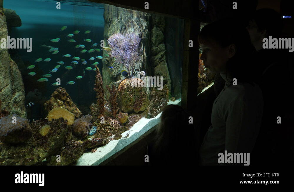 People looking at fish Stock Videos & Footage - HD and 4K Video Clips ...