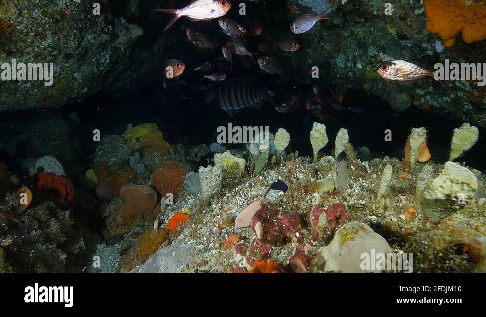 Cold water reef Stock Videos & Footage - HD and 4K Video Clips - Alamy