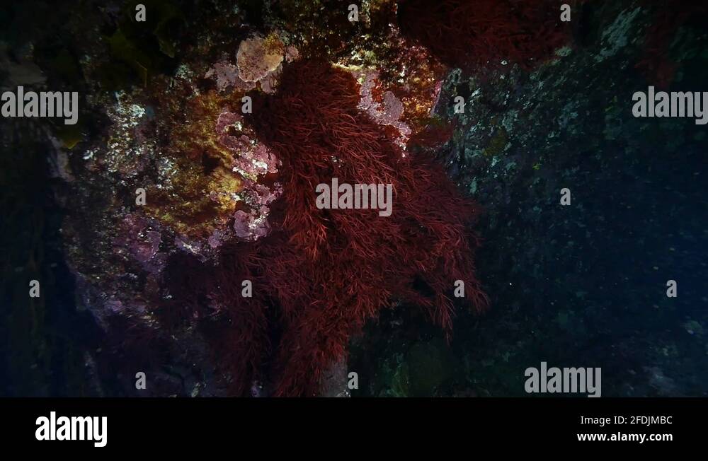 Red algae seaweed Stock Videos & Footage - HD and 4K Video Clips - Alamy