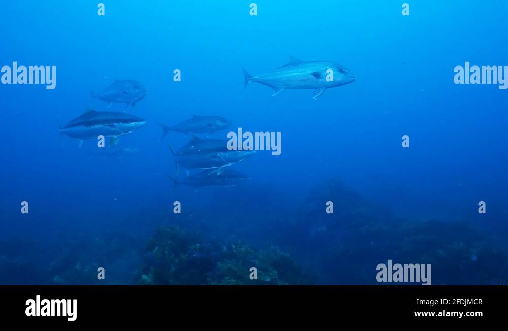 Species of pelagic fish Stock Videos & Footage - HD and 4K Video Clips ...