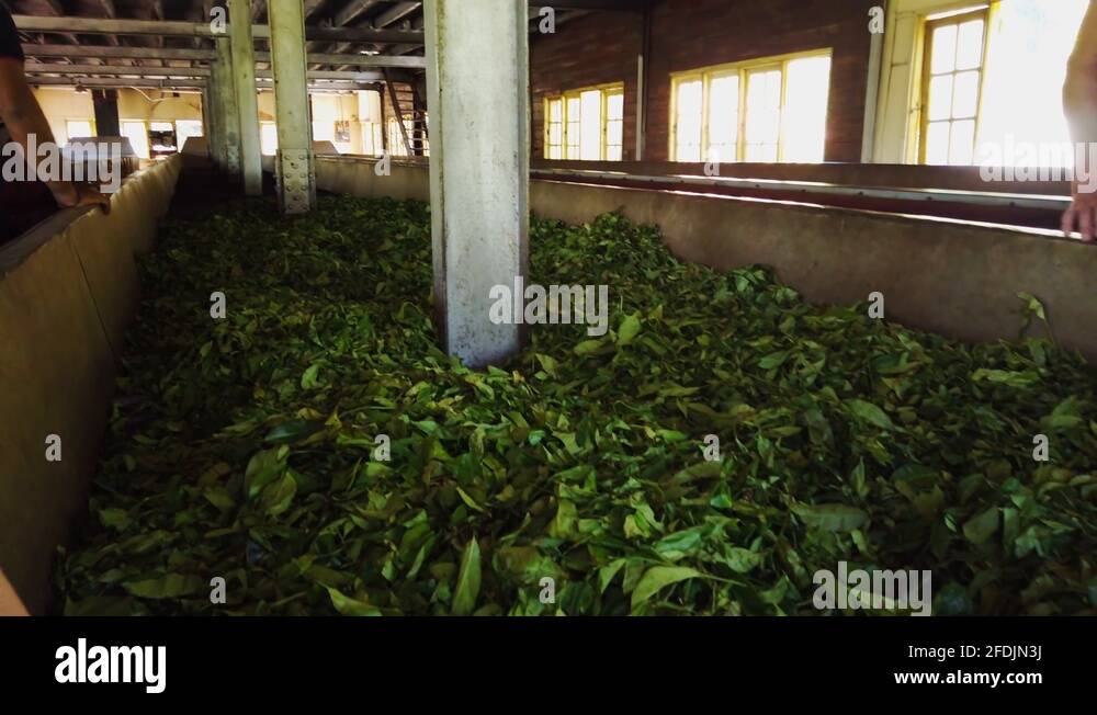 Tea industry in ceylon Stock Videos & Footage - HD and 4K Video Clips ...