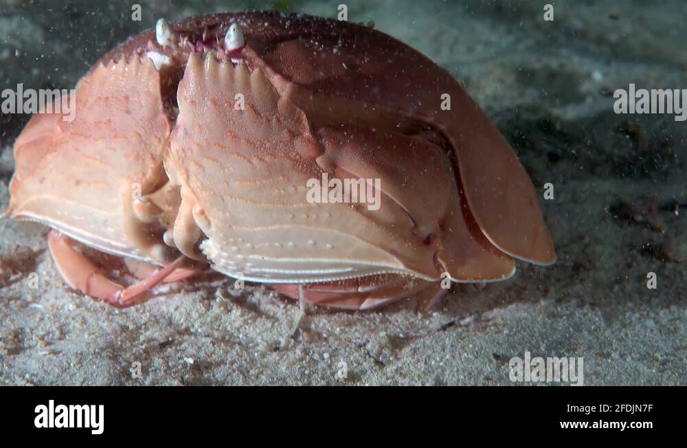 The box crab - Calappa calappa at night. Red-spotted box crab at sandy ...