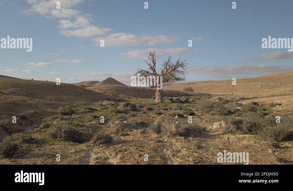 Ramon tree Stock Videos & Footage - HD and 4K Video Clips - Alamy