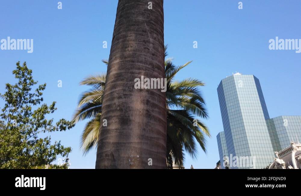 Santiago chile palm tree Stock Videos & Footage - HD and 4K Video Clips ...