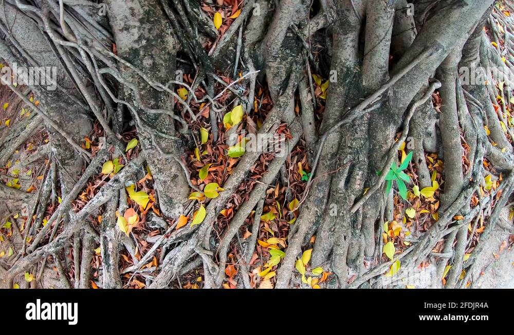 Roots of a giant tree Stock Videos & Footage - HD and 4K Video Clips ...