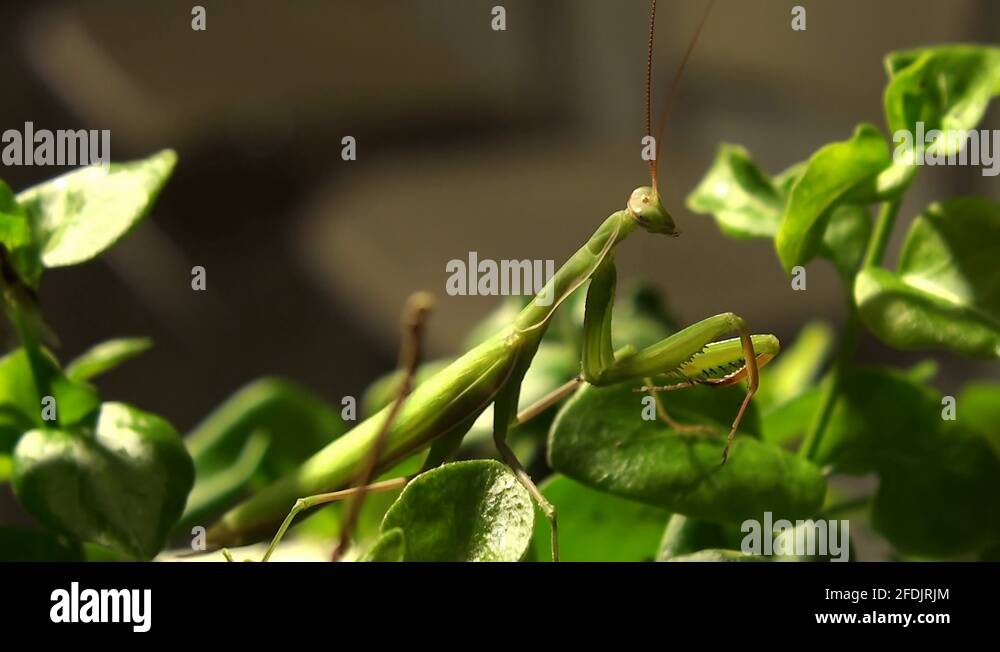 Praying mantis hunting prey Stock Videos & Footage - HD and 4K Video ...