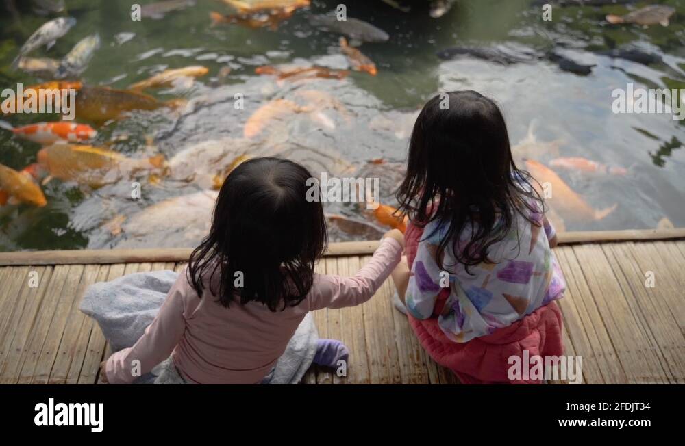 two little girls having fun feeding koi fish Stock Video Footage - Alamy