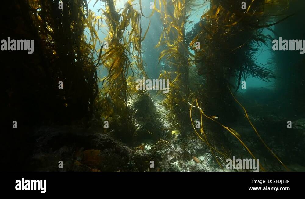 Macrocystis pyrifera Stock Videos & Footage - HD and 4K Video Clips - Alamy