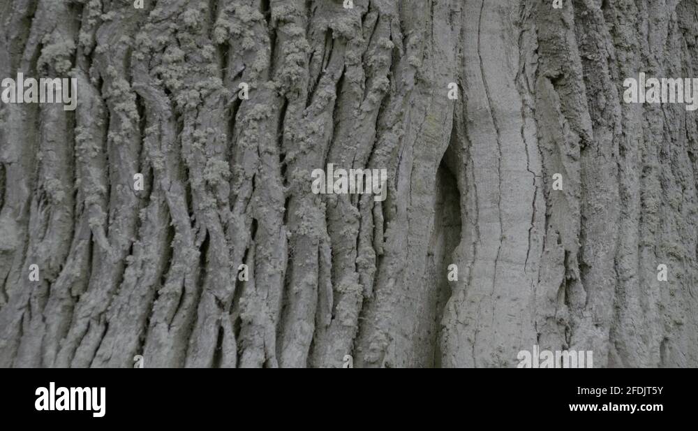 Cortex detail Stock Videos & Footage - HD and 4K Video Clips - Alamy