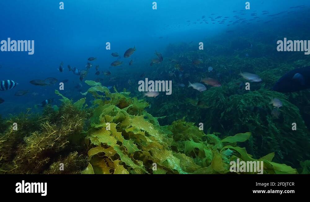 Temperate reef fish Stock Videos & Footage - HD and 4K Video Clips - Alamy
