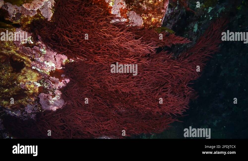 Red seaweed underwater Stock Videos & Footage - HD and 4K Video Clips ...
