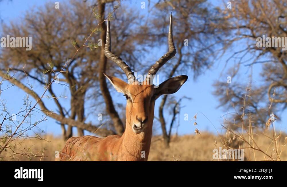 Full horns Stock Videos & Footage - HD and 4K Video Clips - Alamy