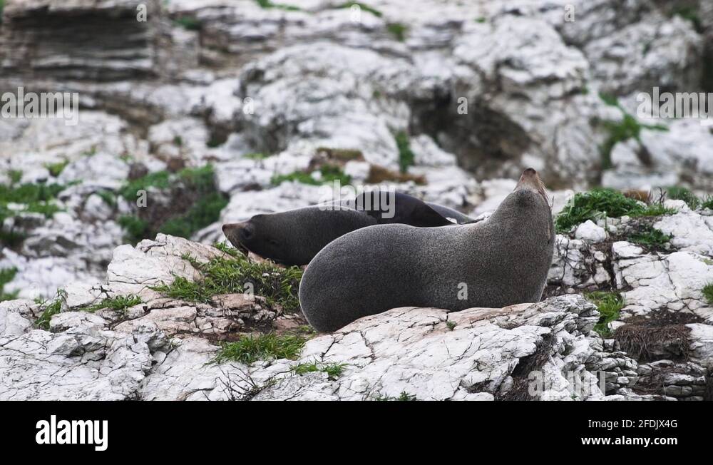 Seal laying Stock Videos & Footage - HD and 4K Video Clips - Alamy