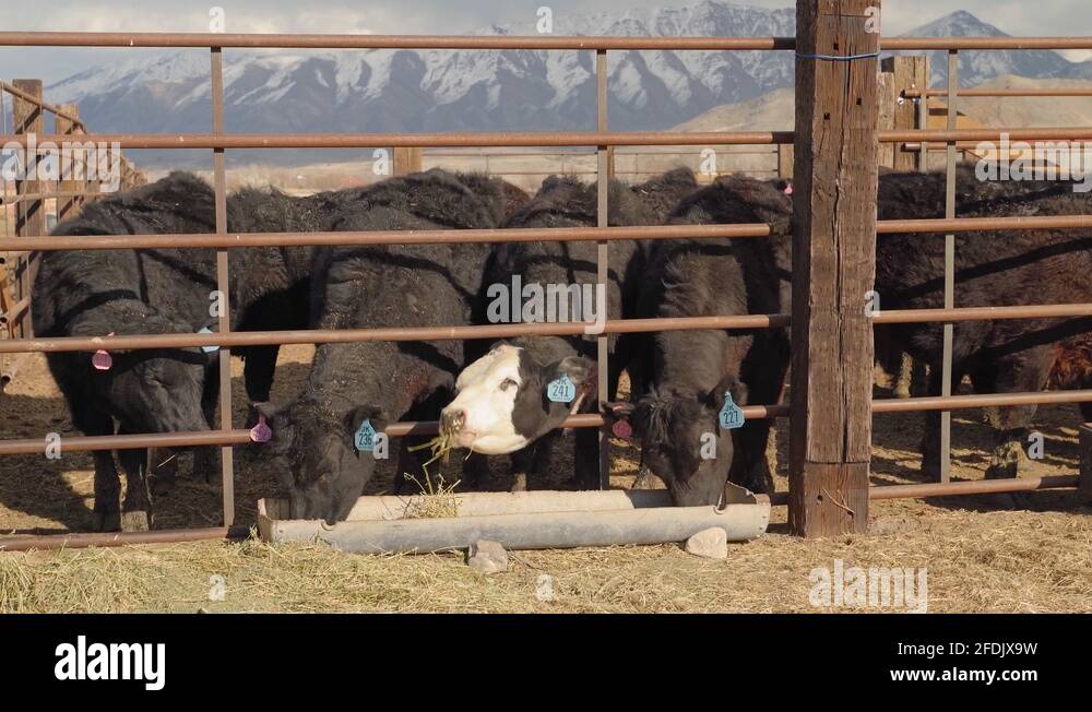 Heads of cattle Stock Videos & Footage - HD and 4K Video Clips - Alamy