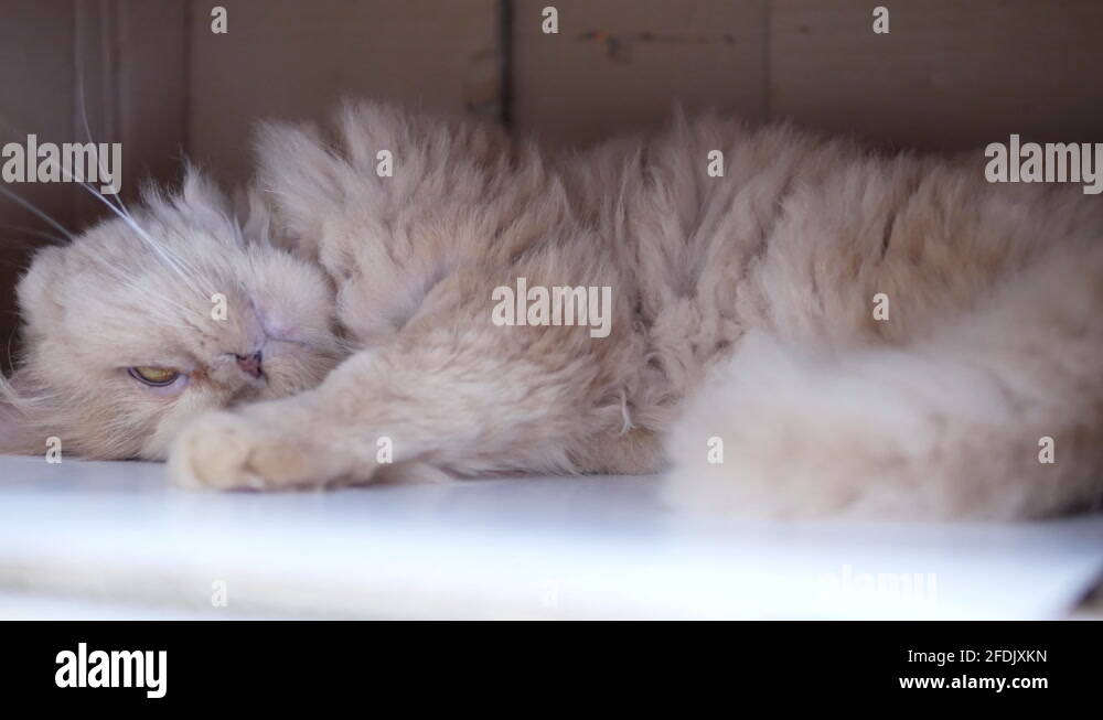 Motion od sleeping persian cat inside box with 4k resolution Stock ...