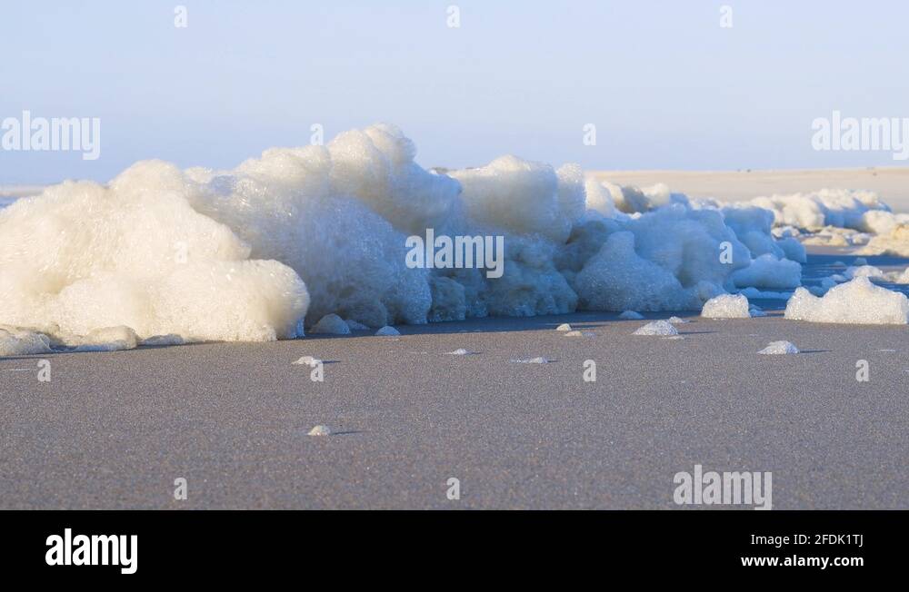 Vascular plant detritus Stock Videos & Footage - HD and 4K Video Clips ...