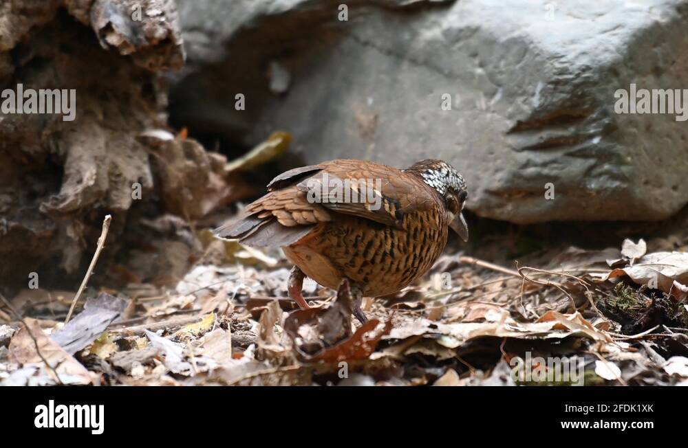 Eared Pitta, Hydrornis phayrei; foraging for food using its beak ...