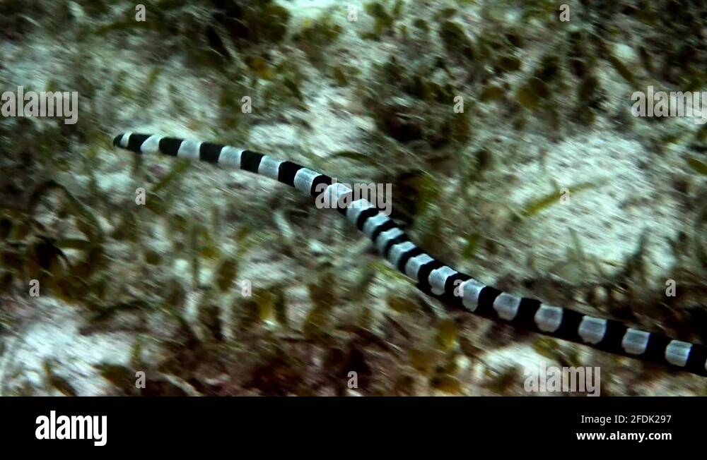 Red lipped snake Stock Videos & Footage - HD and 4K Video Clips - Alamy