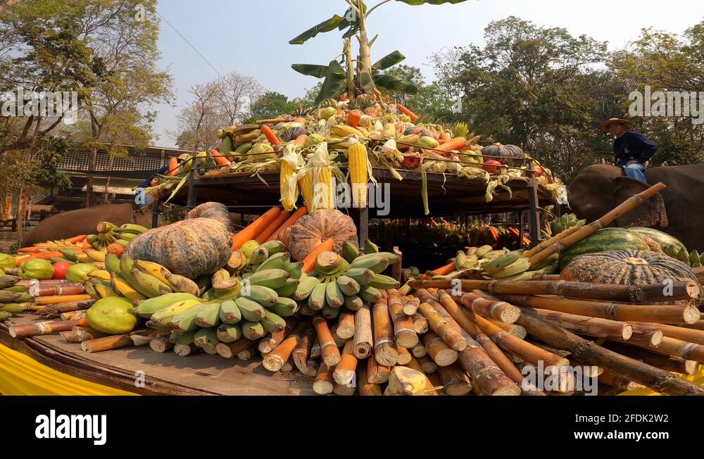Elephant fruit Stock Videos & Footage - HD and 4K Video Clips - Alamy