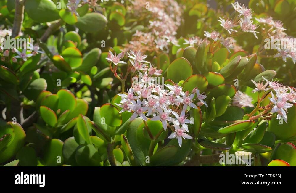 Jade flowers Stock Videos & Footage - HD and 4K Video Clips - Alamy