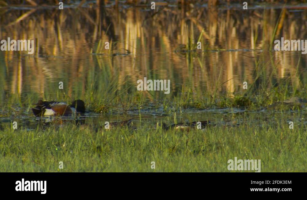 Head bobbing display Stock Videos & Footage - HD and 4K Video Clips - Alamy