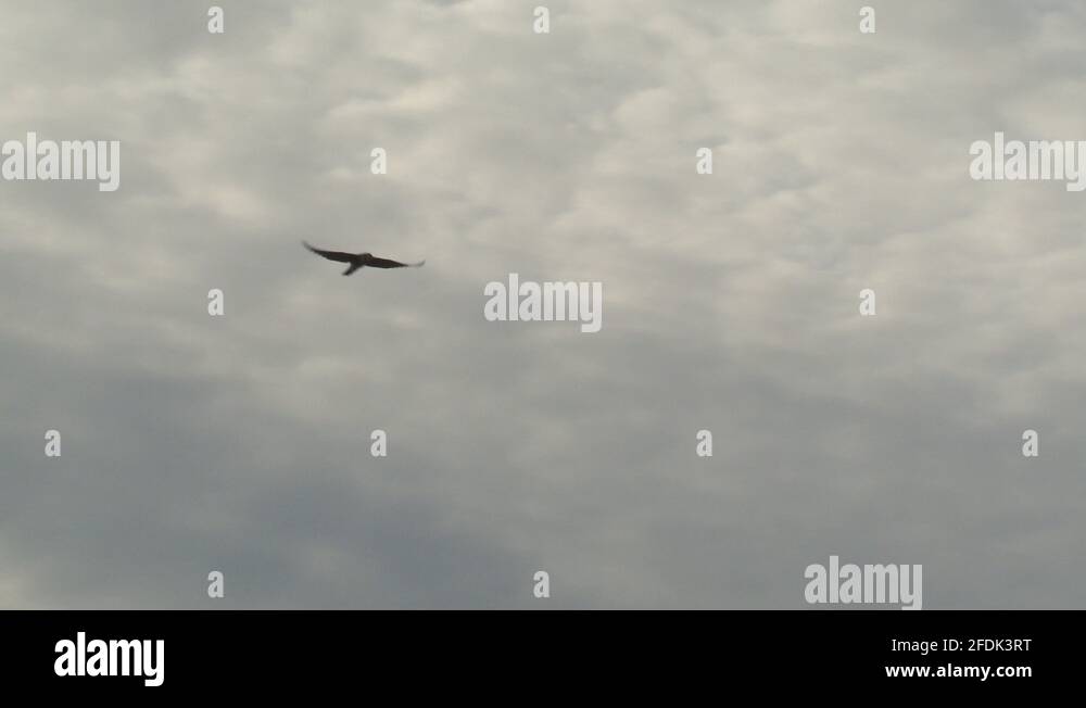 Alaska falcon Stock Videos & Footage - HD and 4K Video Clips - Alamy